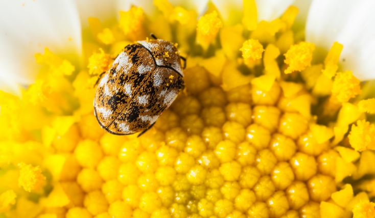 Mealybug Control | Berwick Pest Control