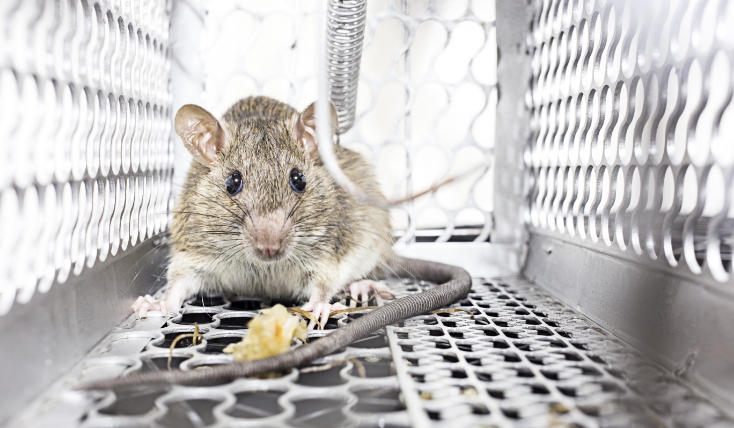 Rodents | Berwick Pest Control